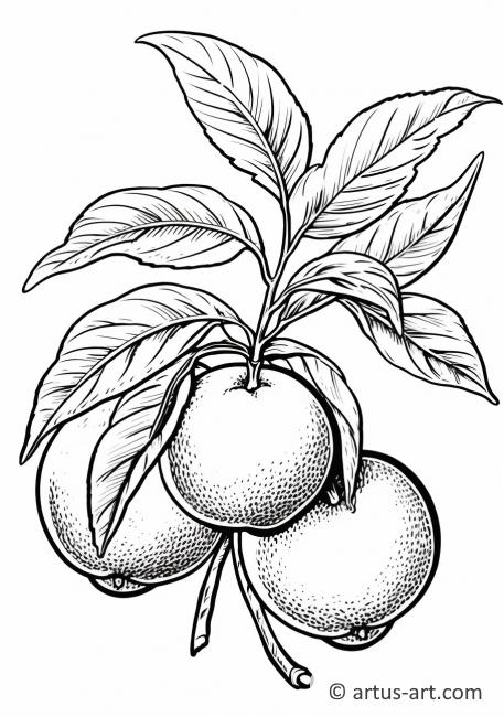 Tangerine Coloring Page Coloring Page » Free Download » Artus Art