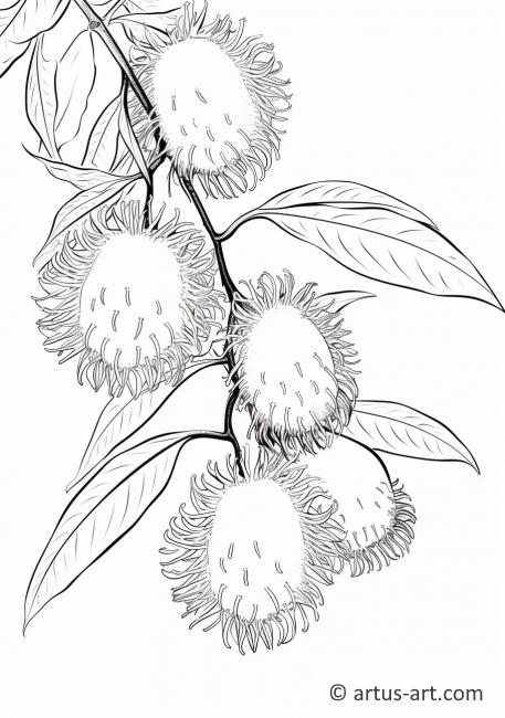 Rambutan Fruit Coloring Page » Free Download » Artus Art
