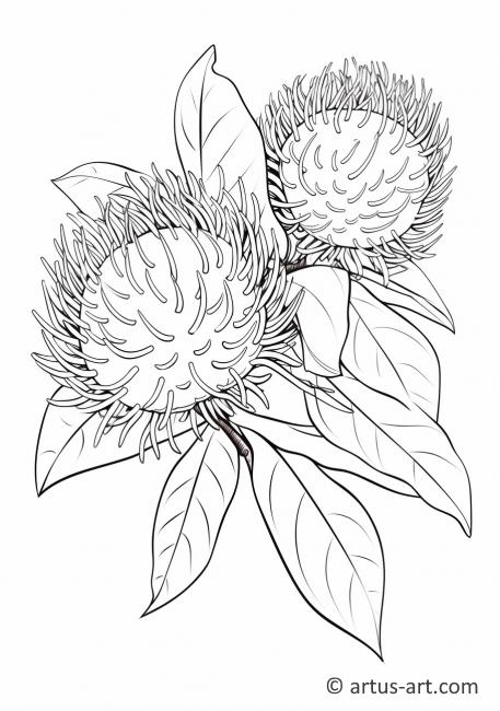 Rambutan Outline Coloring Page » Free Download » Artus Art