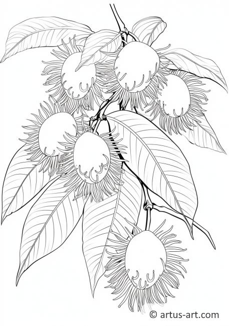 Rambutan Outline Coloring Page » Free Download » Artus Art